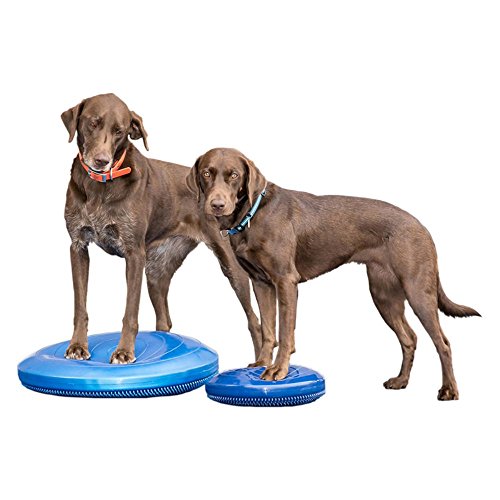 Balancekissen für Hunde - Effektives Training für Deinen Hund