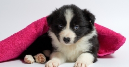 Hund als Haustier - Alles über Hunde & deren artgerechte Haltung