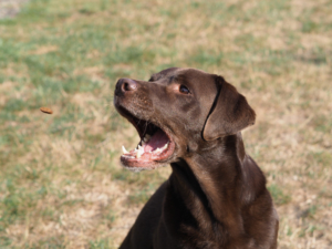Gebiss Hund: Was Du über das Hundegebiss wissen solltest