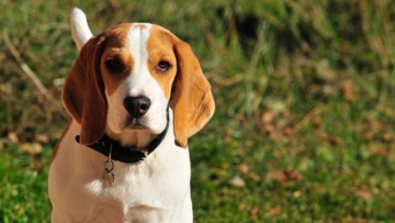 Beagle-Erziehung und Eigenschaften des süßen Jagdhundes