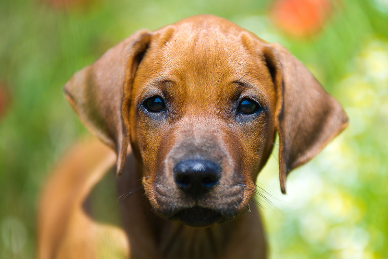Rhodesian Ridgeback Erziehung und Besonderheiten dieser Rasse