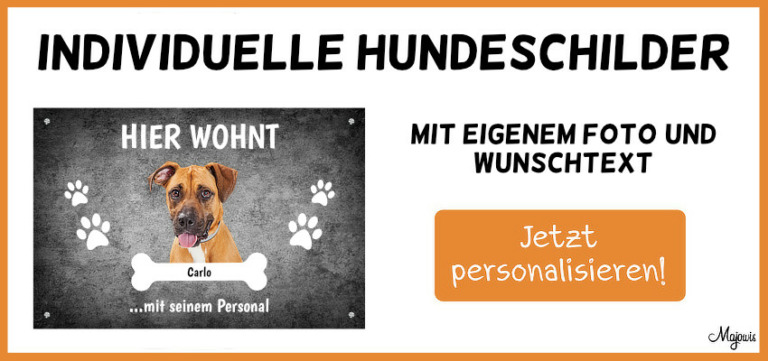 Labrador Erziehung & besondere Eigenschaften von Labrador Retrievern