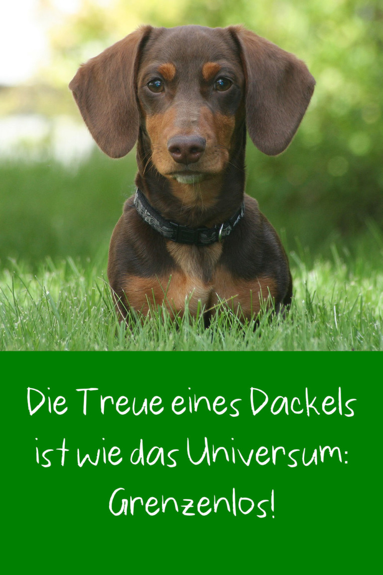 Fabelhafte Witzige Dackel Sprüche Ebenbild