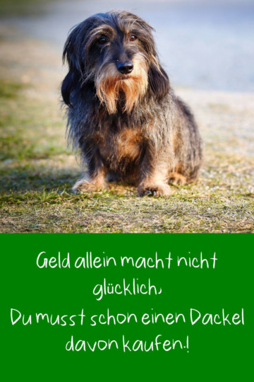Fabelhafte Witzige Dackel Sprüche Ebenbild