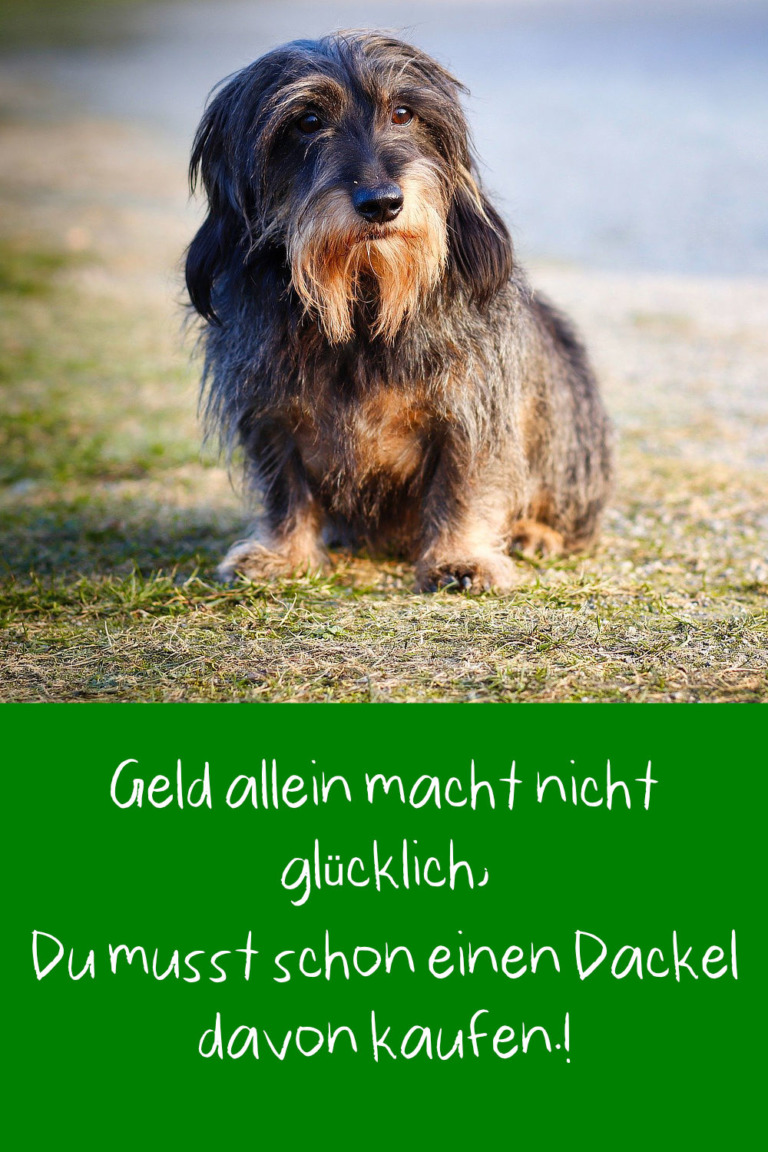 Dackel-Sprüche: Schöne & lustige Sprüche über Dackel