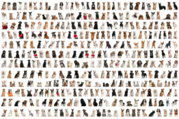 Hunderassen-Liste: Wie viele Hunderassen gibt es auf der Welt?