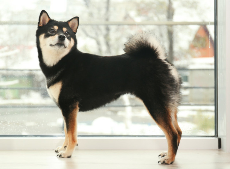 Shiba Inu: Aussehen, Charakter & Besonderheiten dieser Hunderasse