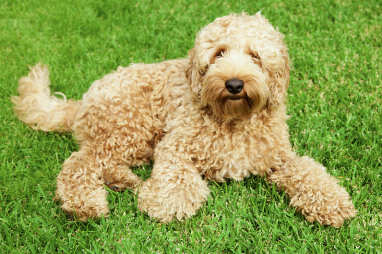 Doodle-Hunde: Beliebte Doodle-Hunderassen im Überblick