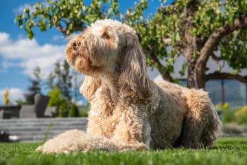 Goldendoodle und Mini-Goldendoodle: Aussehen, Charakter und Besonderheiten
