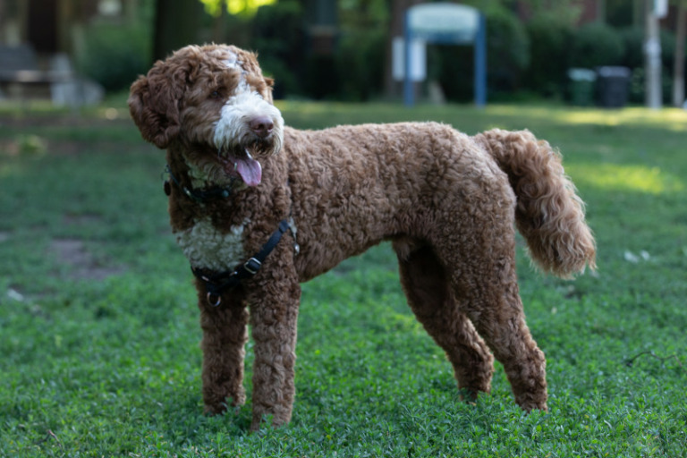 Goldendoodle und Mini-Goldendoodle: Aussehen, Charakter und Besonderheiten