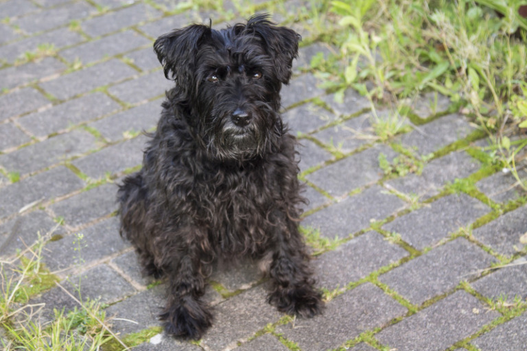 Hunderasse Schnoodle: Aussehen, Charakter & Besonderheiten