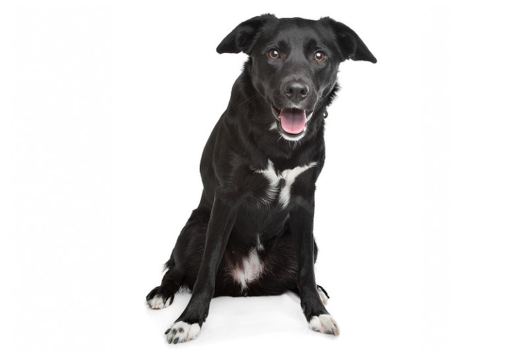 Labrador-Mix: Labrador-Mischlinge im Überblick (mit Bildern)