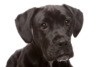 Labrador Retriever: Arbeitslinie vs. Showlinie im Vergleich
