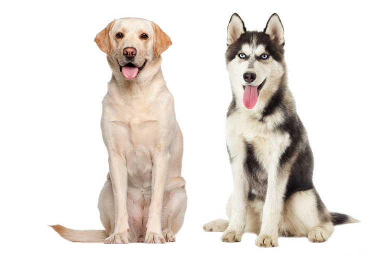 Hybridhunderasse Labsky: Der Labrador-Husky-Mix im Porträt