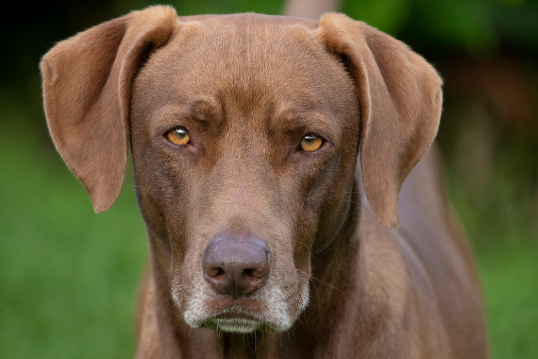 Hybridhund Labmaraner: Der Labrador-Weimaraner-Mix im Porträt
