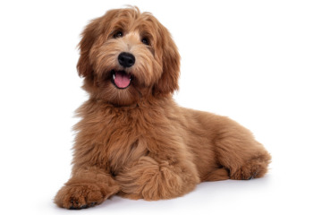 Labrador-Mix: Labrador-Mischlinge im Überblick (mit Bildern)