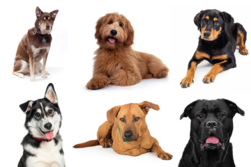 Hybridhunderasse Labsky: Der Labrador-Husky-Mix im Porträt