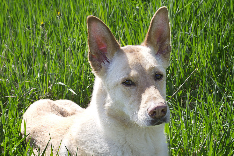 Labrador-Mix: Labrador-Mischlinge im Überblick (mit Bildern)