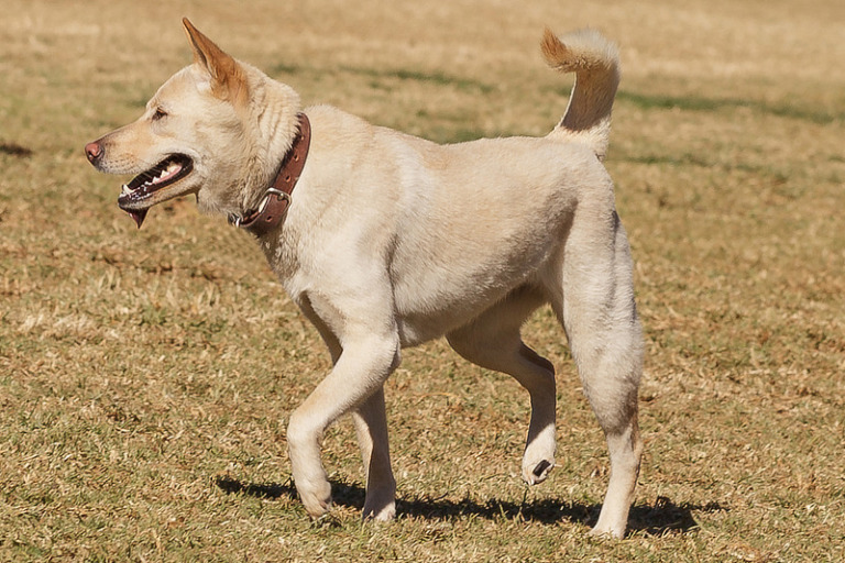 Labrador-Mix: Labrador-Mischlinge im Überblick (mit Bildern)