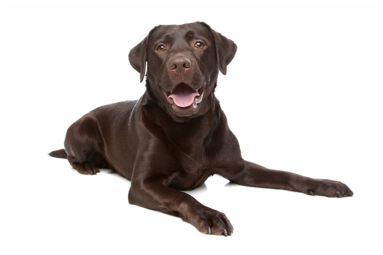 Labrador Retriever: Arbeitslinie vs. Showlinie im Vergleich