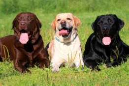 Labrador Retriever: Arbeitslinie vs. Showlinie im Vergleich