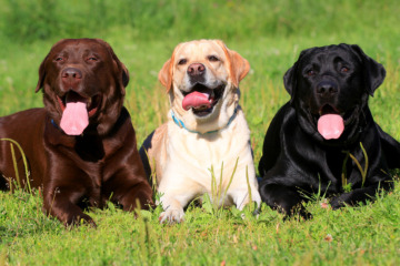 Labrador Retriever: Arbeitslinie vs. Showlinie im Vergleich