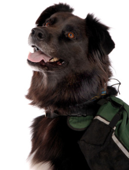 Hunderucksäcke: Packtaschen für den Hund