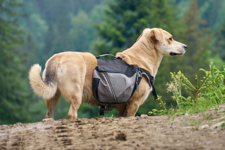 Hunderucksäcke: Packtaschen für den Hund