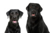 Labrador Retriever: Arbeitslinie vs. Showlinie im Vergleich