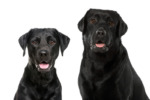 Labrador Retriever: Arbeitslinie vs. Showlinie im Vergleich