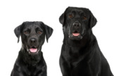 Labrador Retriever: Arbeitslinie vs. Showlinie im Vergleich