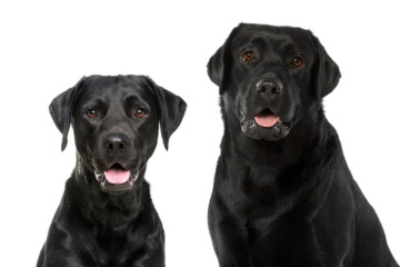 Labrador Retriever: Arbeitslinie vs. Showlinie im Vergleich