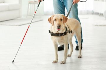 Labrador Retriever: Arbeitslinie vs. Showlinie im Vergleich