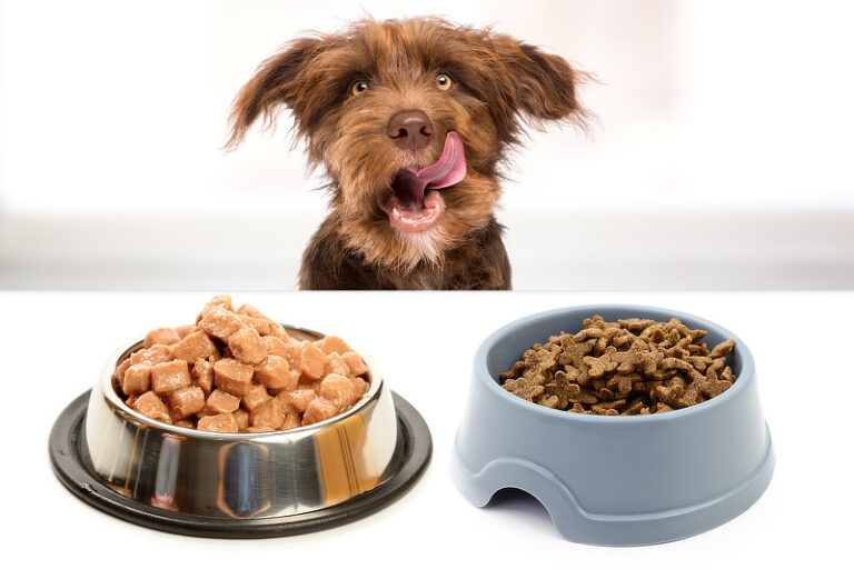 Anifit Hundefutter: Das Nassfutter von Anifit im Test