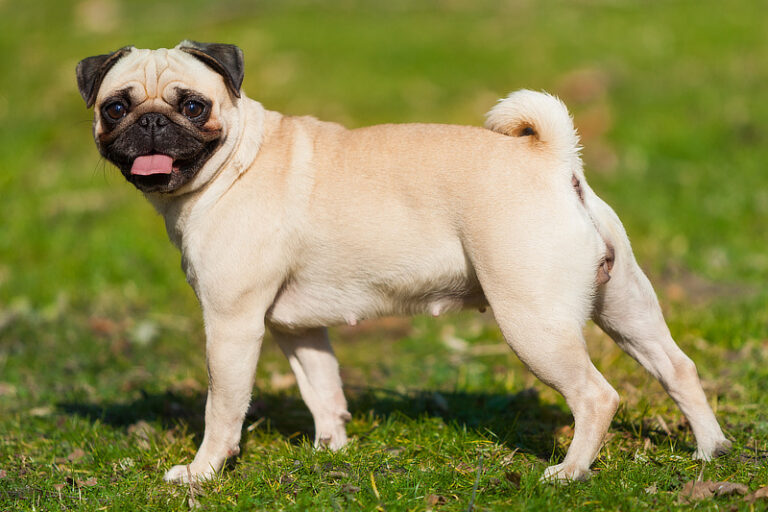 Kleine Hunderassen: Kleine Hunde von A bis Z (mit Bildern)