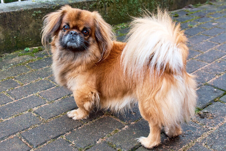 Kleine Hunderassen: Kleine Hunde von A bis Z (mit Bildern)