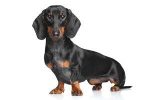 Kleine Hunderassen: Kleine Hunde von A bis Z (mit Bildern)