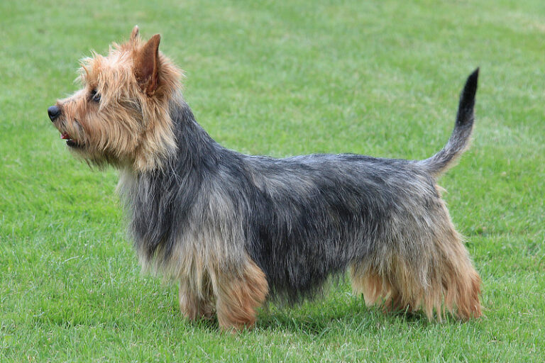 Kleine Hunderassen: Kleine Hunde von A bis Z (mit Bildern)