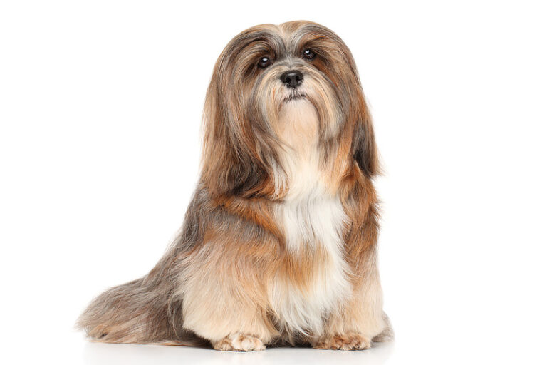 Kleine Hunderassen: Kleine Hunde von A bis Z (mit Bildern)