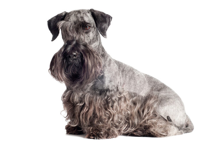 Kleine Hunderassen: Kleine Hunde von A bis Z (mit Bildern)