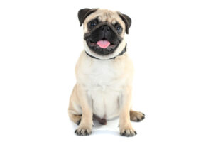 Kleine Hunderassen: Kleine Hunde von A bis Z (mit Bildern)