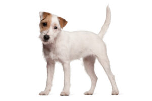 Kleine Hunderassen: Kleine Hunde von A bis Z (mit Bildern)