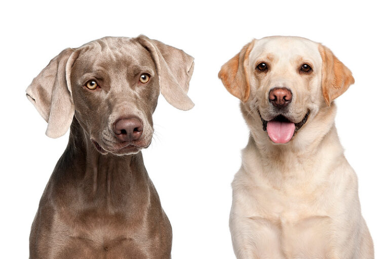 Hybridhund Labmaraner: Der Labrador-Weimaraner-Mix im Porträt