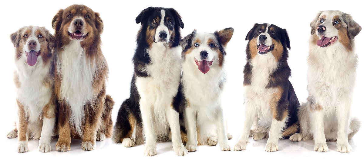 Der Australian Shepherd im Rasseporträt