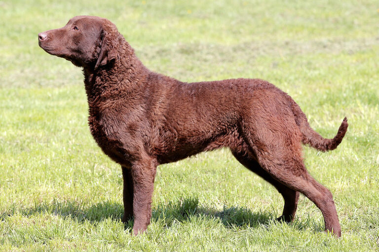 Retriever-Arten: Alle Retriever-Rassen im Überblick