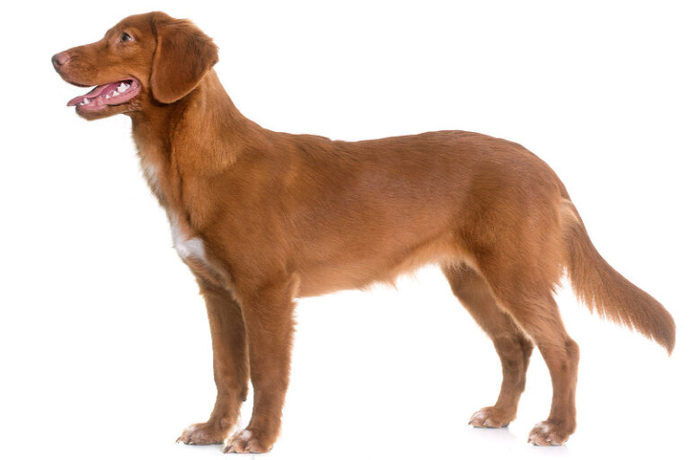 Retriever-Arten: Alle Retriever-Rassen im Überblick