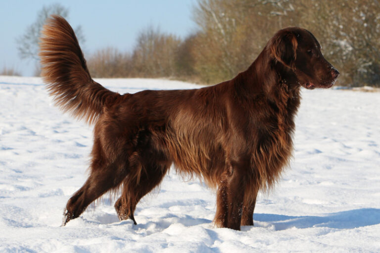 Flat Coated Retriever im Rasseporträt