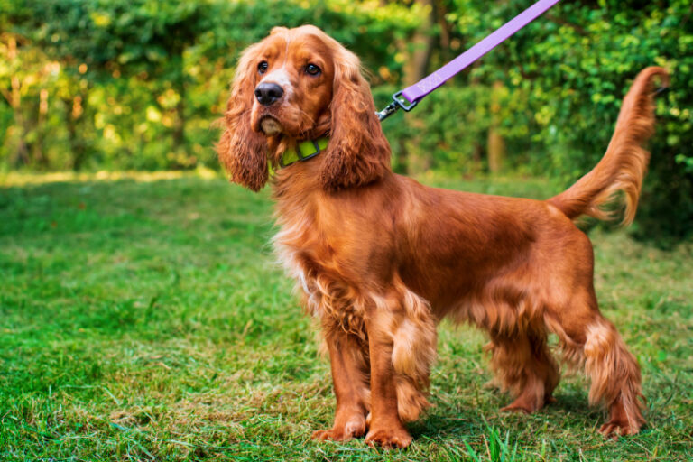 Hunderasse im Porträt: Der Cocker Spaniel